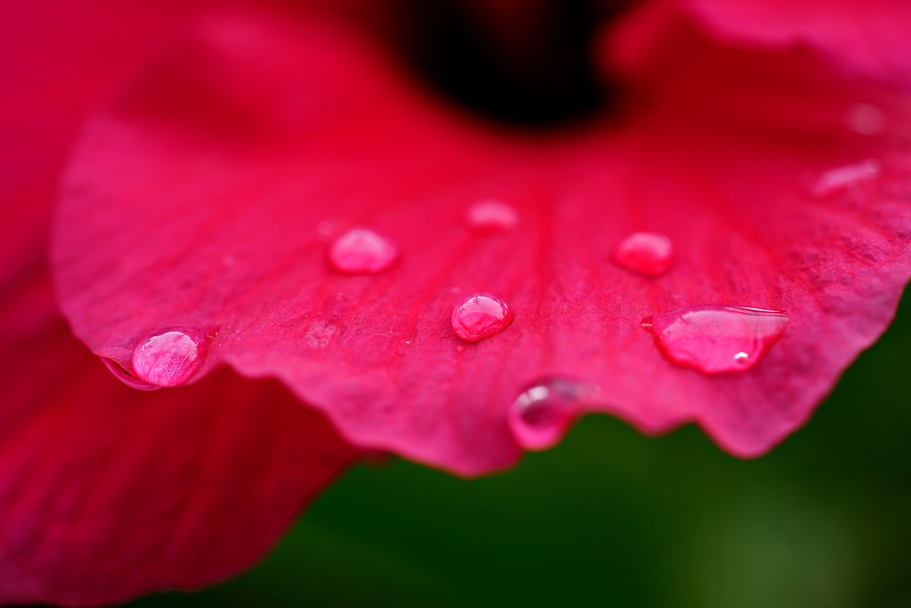 “What Color Is Your Parachute?” Deep Dive: The Flower Exercise – Do You ...