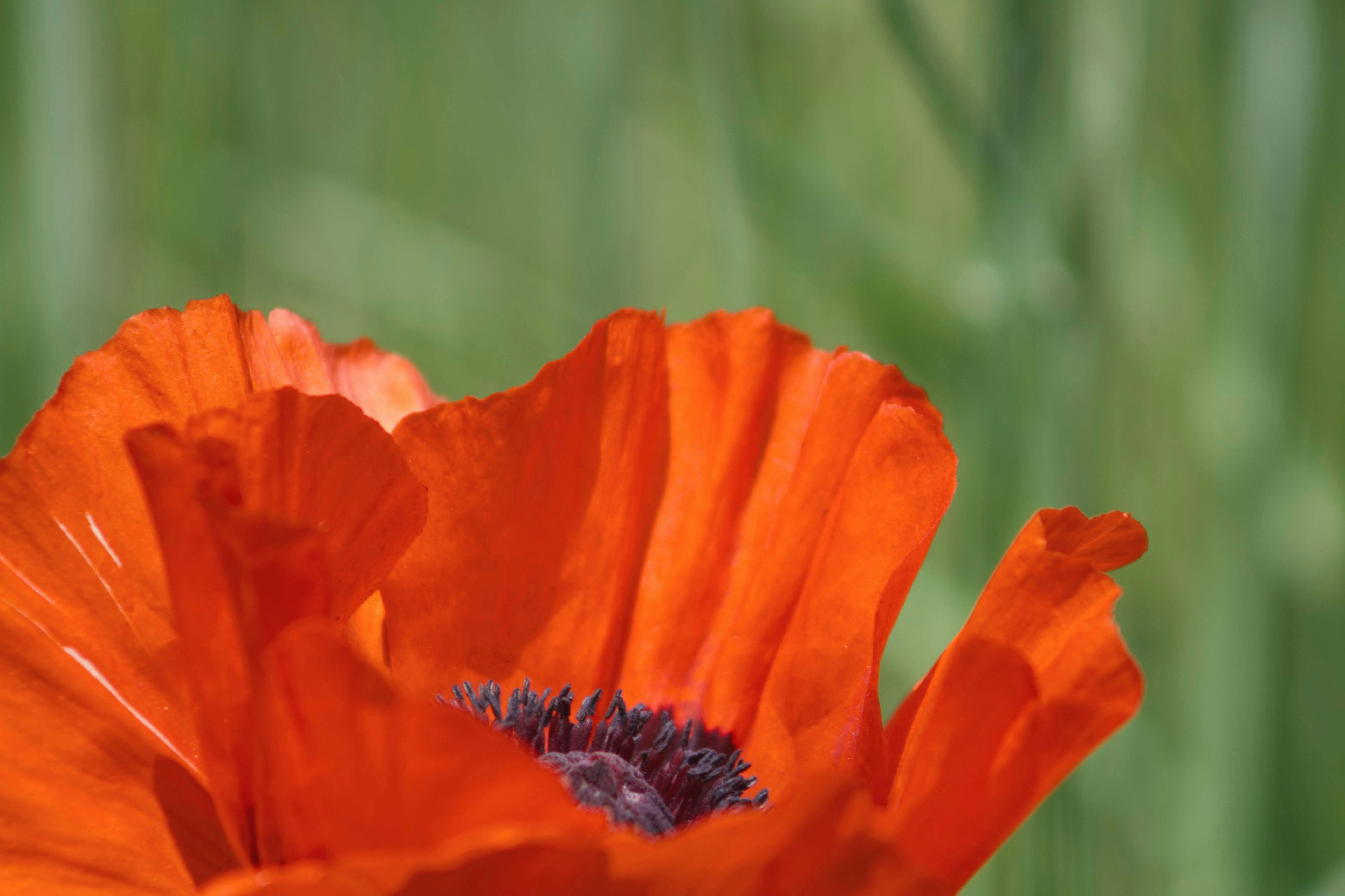 “What Color Is Your Parachute?” Deep Dive: The Flower Exercise – Do You ...